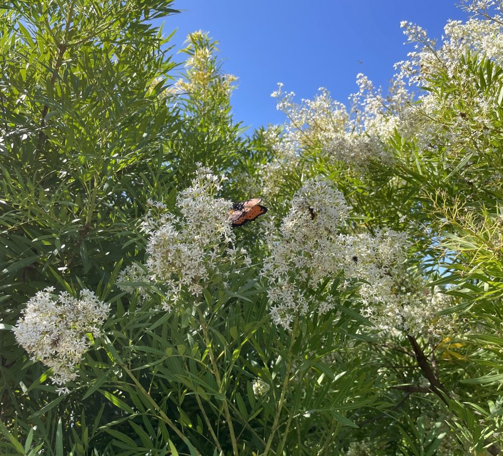 Choosing the right trees for your garden - Get It Ballito & Umhlanga