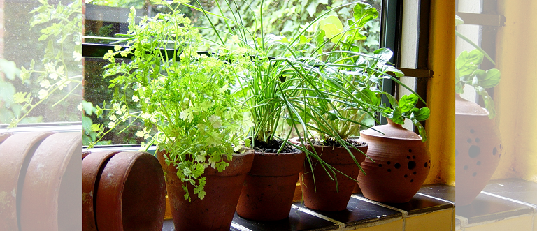 Windowsill herbs for winter - Get it Highway & Berea