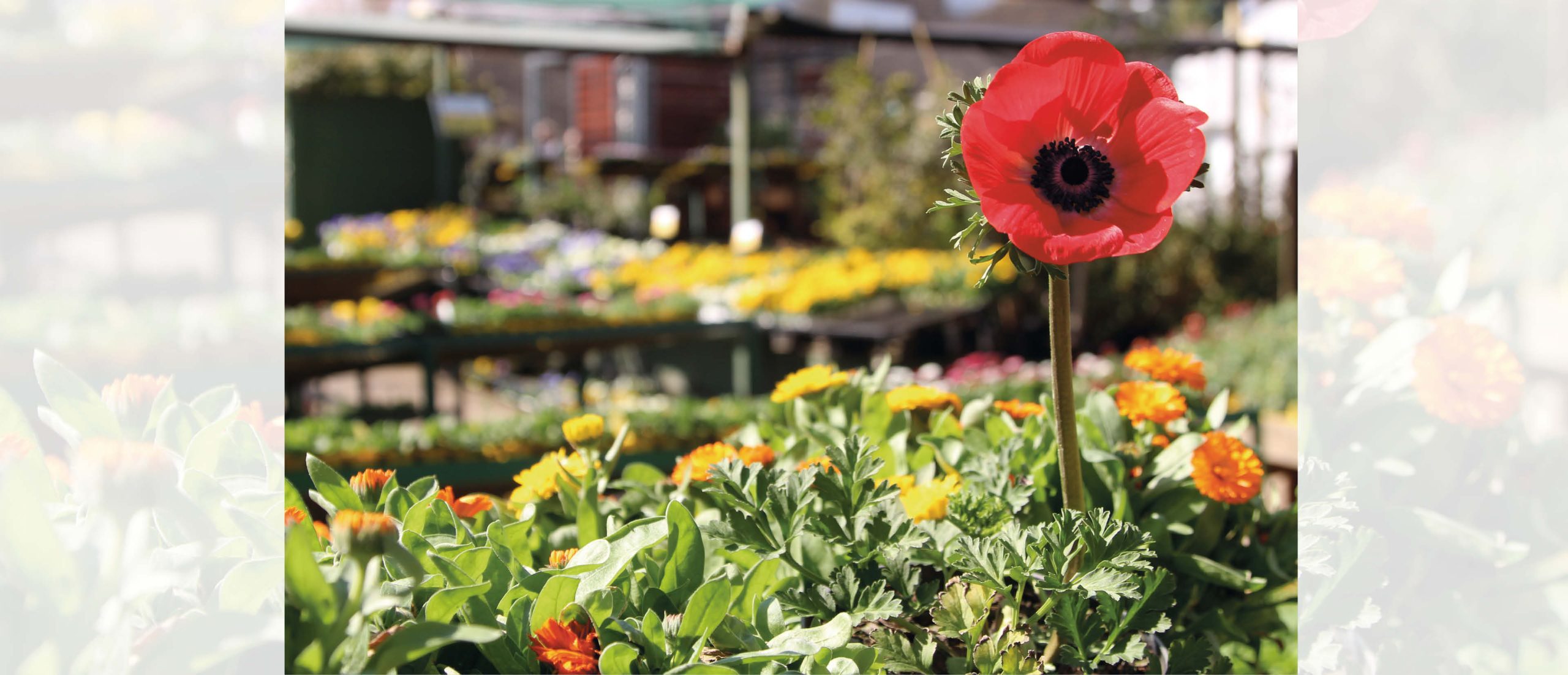 Colourful Splendour - Get it Joburg North