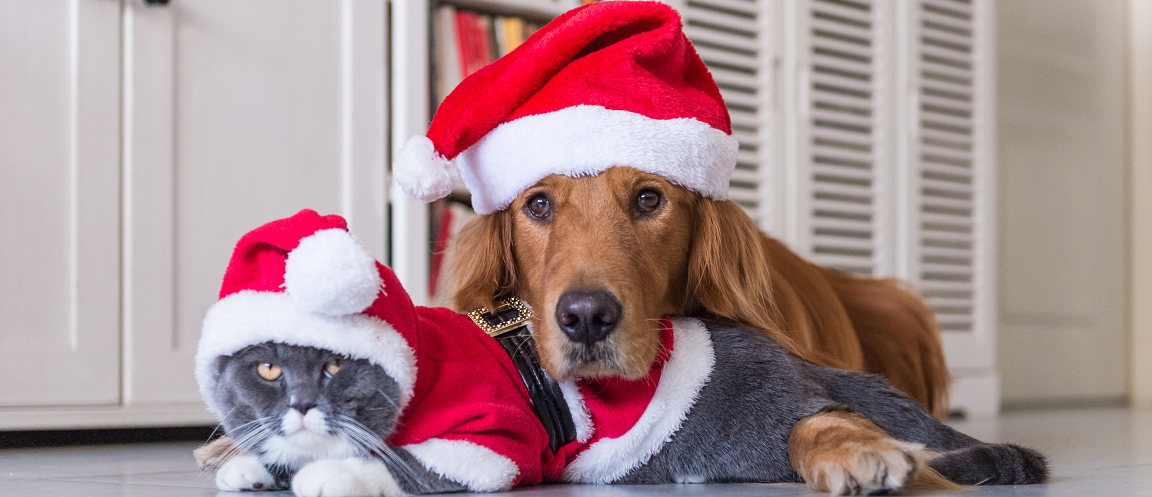 Share the holiday cheer with your pet and win a festive hamper! - Get ...
