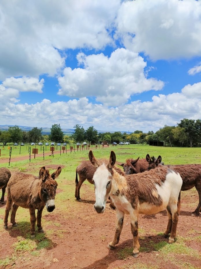 Lovin’ Magalies - Get it Joburg North
