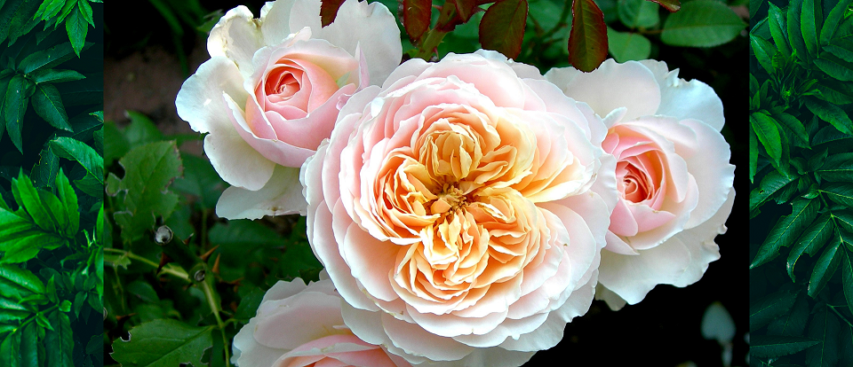 The best is yet to come: How to have gorgeous autumn roses - Get It ...