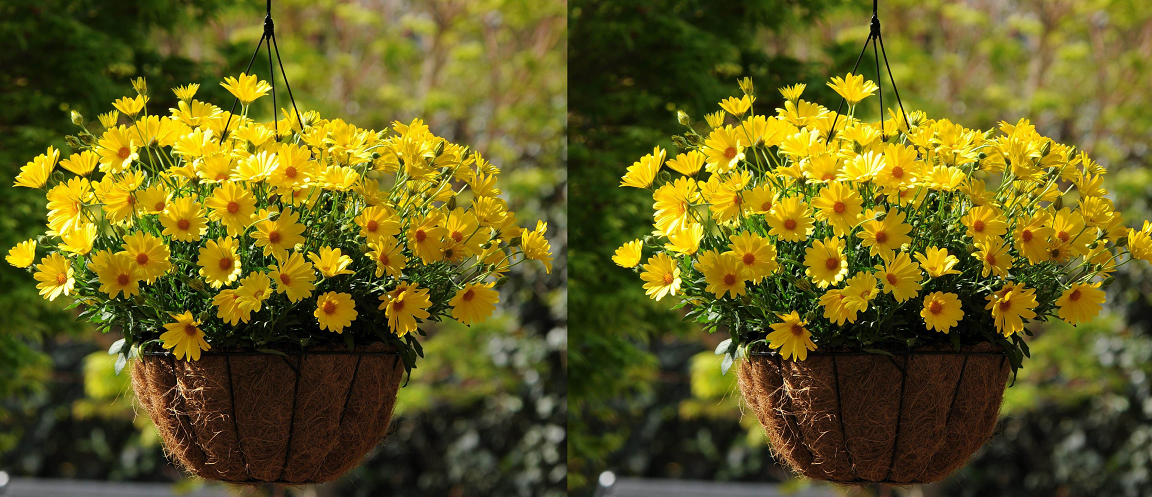 5 best indigenous Spring flowers - Get it Lowveld