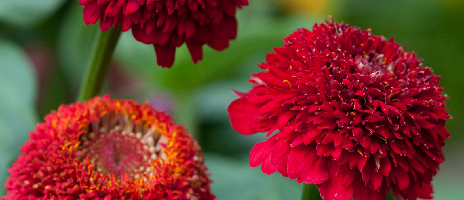 A trend in full bloom - Growing your own cut flowers - Get it Lowveld