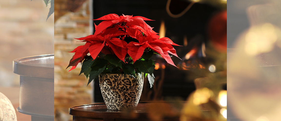 Best festive plants for every occasion - Get It Magazine