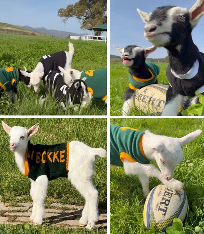 Bring your Bok Friday gees! - Get It Magazine