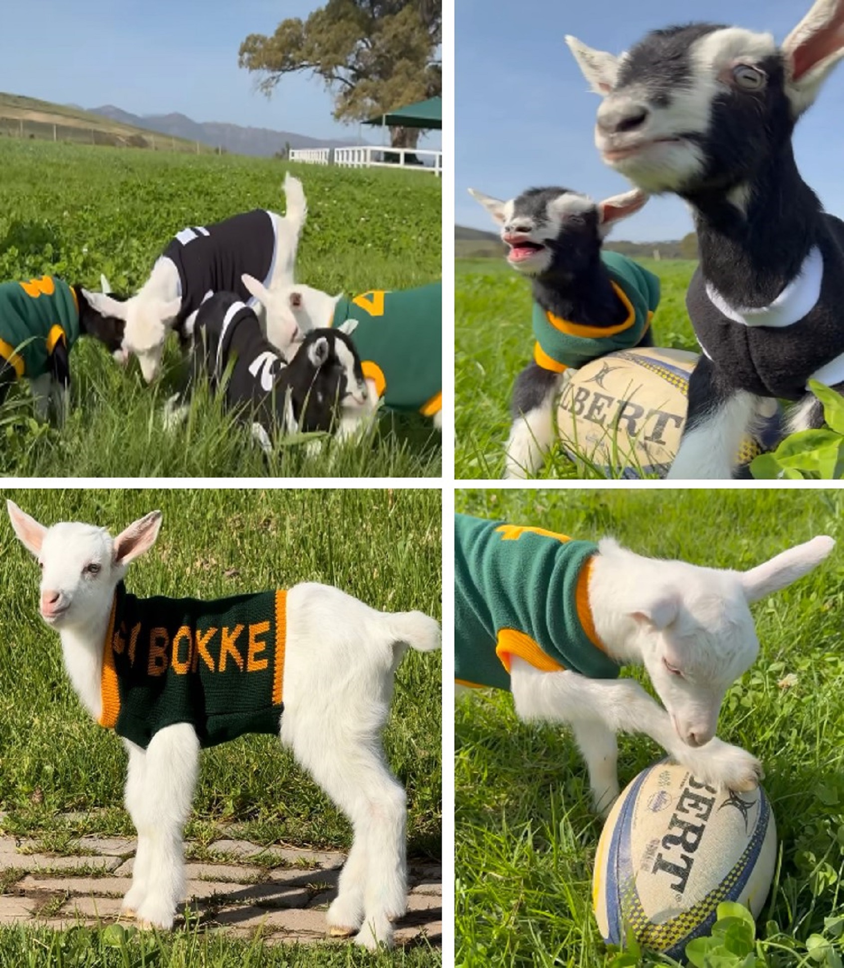 Bring your Bok Friday gees! - Get It Magazine