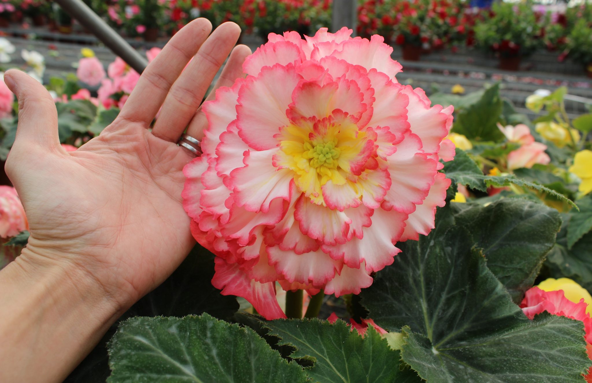 Gorgeous begonias for patios - Get It Magazine