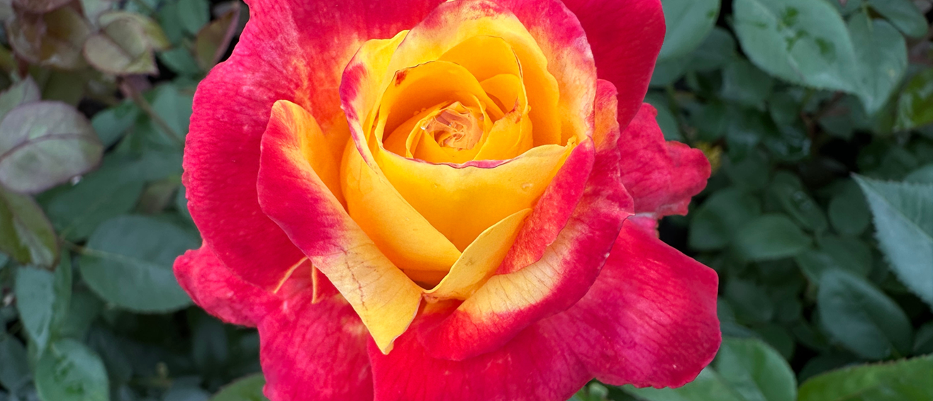 December TLC for roses! - Get It Magazine