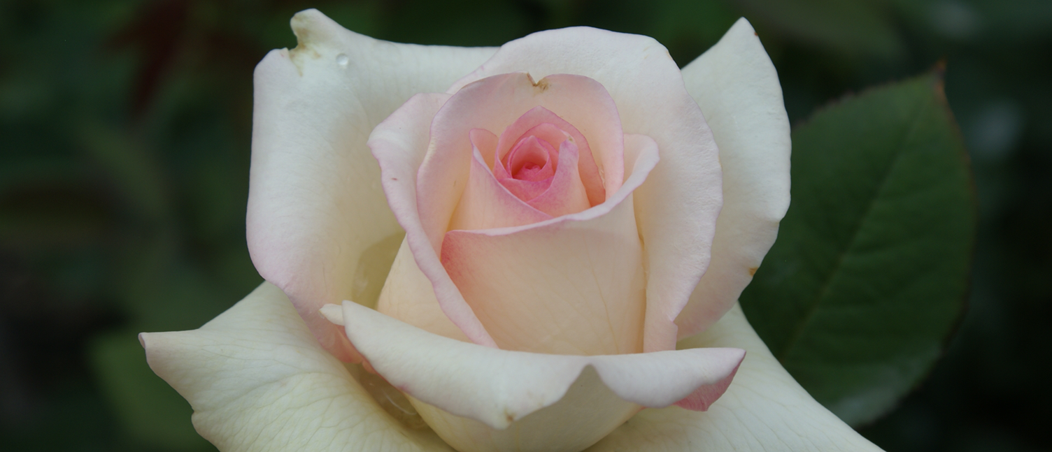 Back to school … for top class roses - Get It Magazine