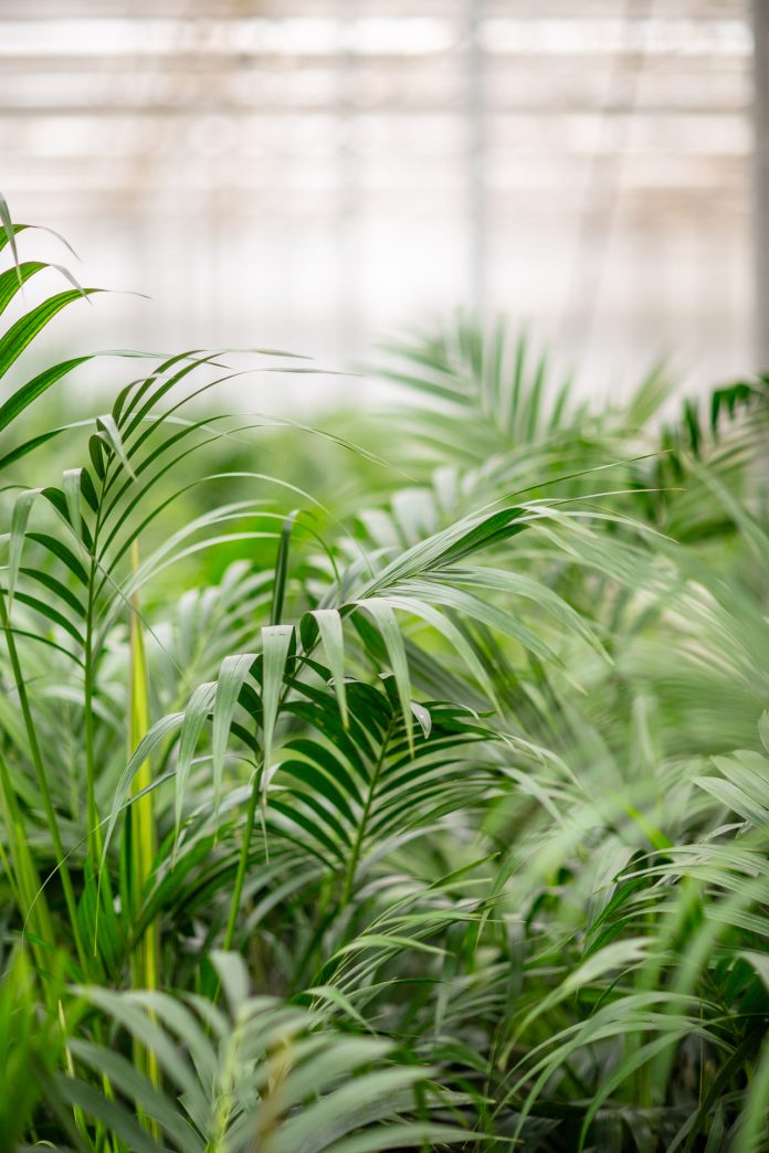 April gardening: Rooted and ready - Get It Magazine