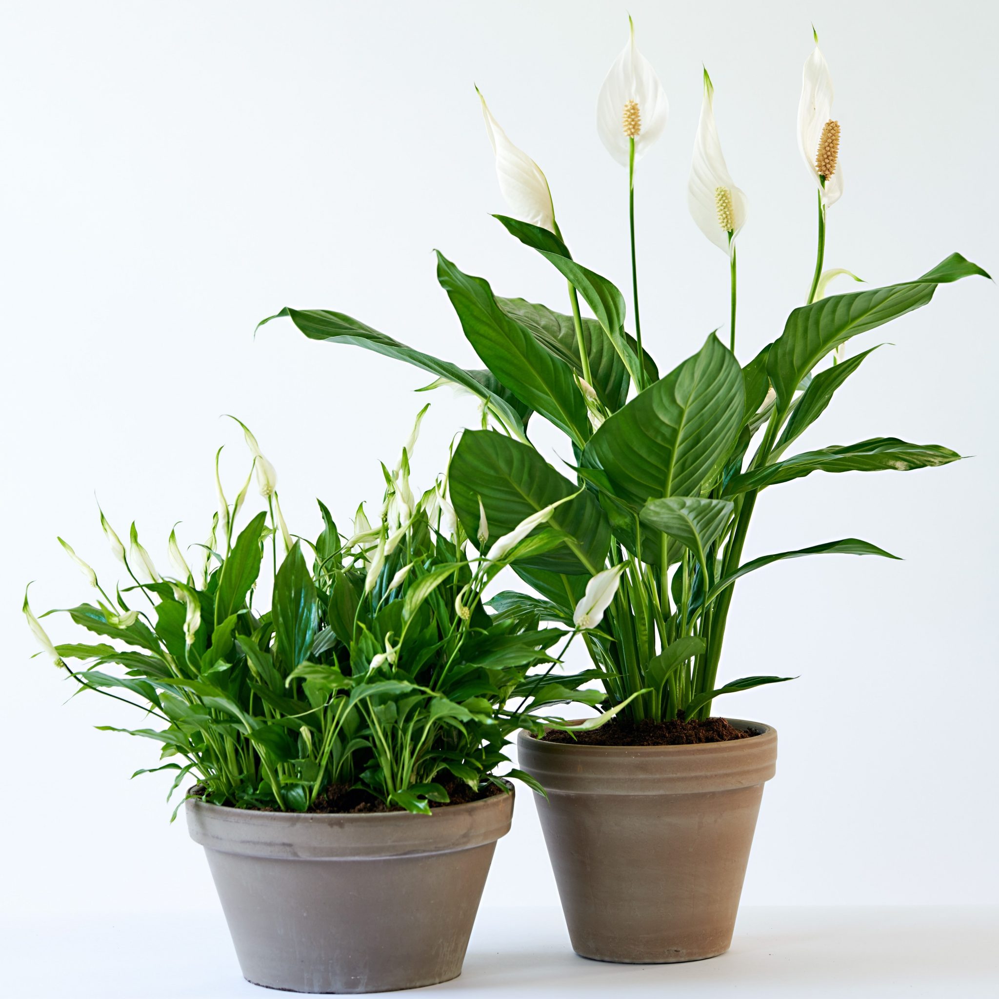 A corner of green serenity - Get It Magazine